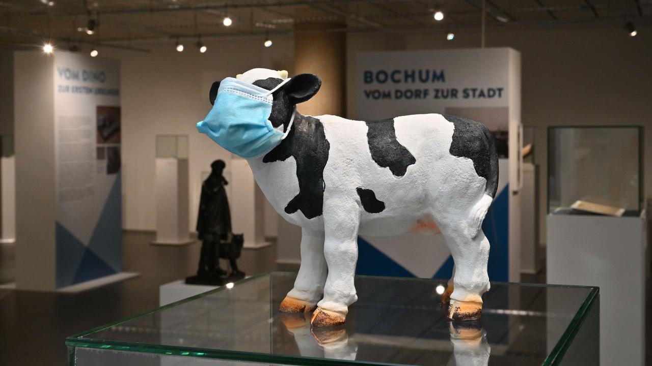 Dortmunder Kuh zieht ins Bochumer Zentrum für Stadtgeschichte | Stadt Bochum